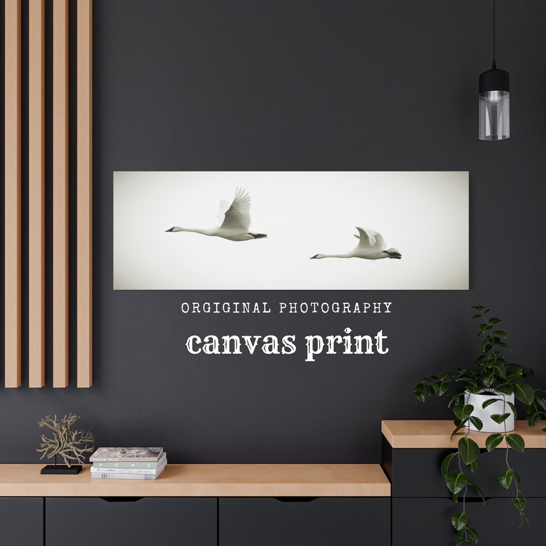 Muted Trumpeter Swans in Flight Photo Canvas Print | Soft Tones | White ...