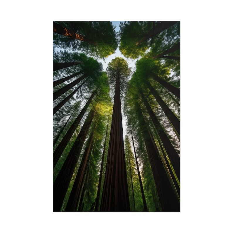 Looking up Into Trees Poster Print | Forest Decor | Landscape Wall Art ...