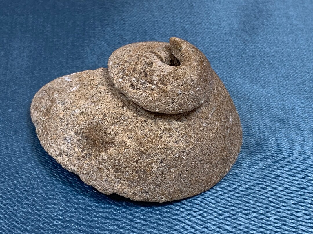 Gastropoda/fossil Shell/fossil Snail/ancient Shell Fossil/petrified ...