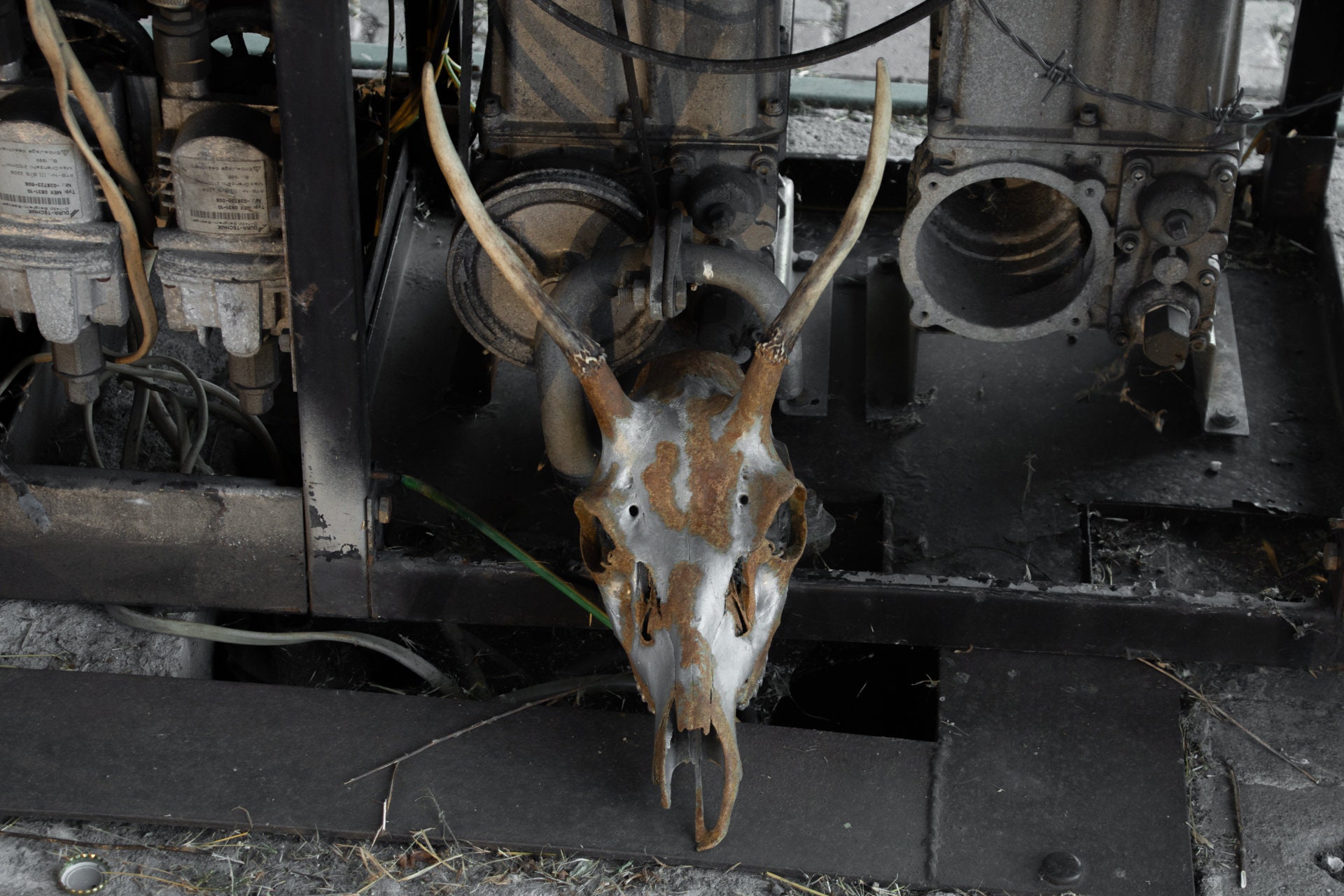 Mergsorr - Deer Skull - Etsy