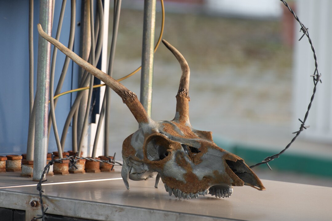 Mergsorr - Deer Skull - Etsy