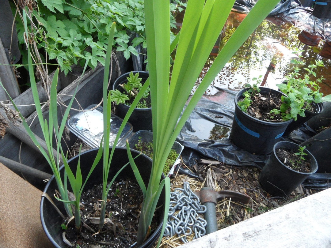 100 Cattail Seeds. Alaska Wild Harvested. - Etsy