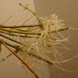 Humulus Lupulus , Hops 20 Seeds Alaska Proven Seed! - Etsy