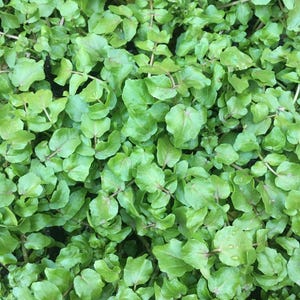 Watercress , Nasturtium Officinale, 100 Seeds - Etsy
