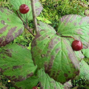 Viburnum Edule, Aka Squashberry, Mooseberry, Highbush Cranberry Four ...