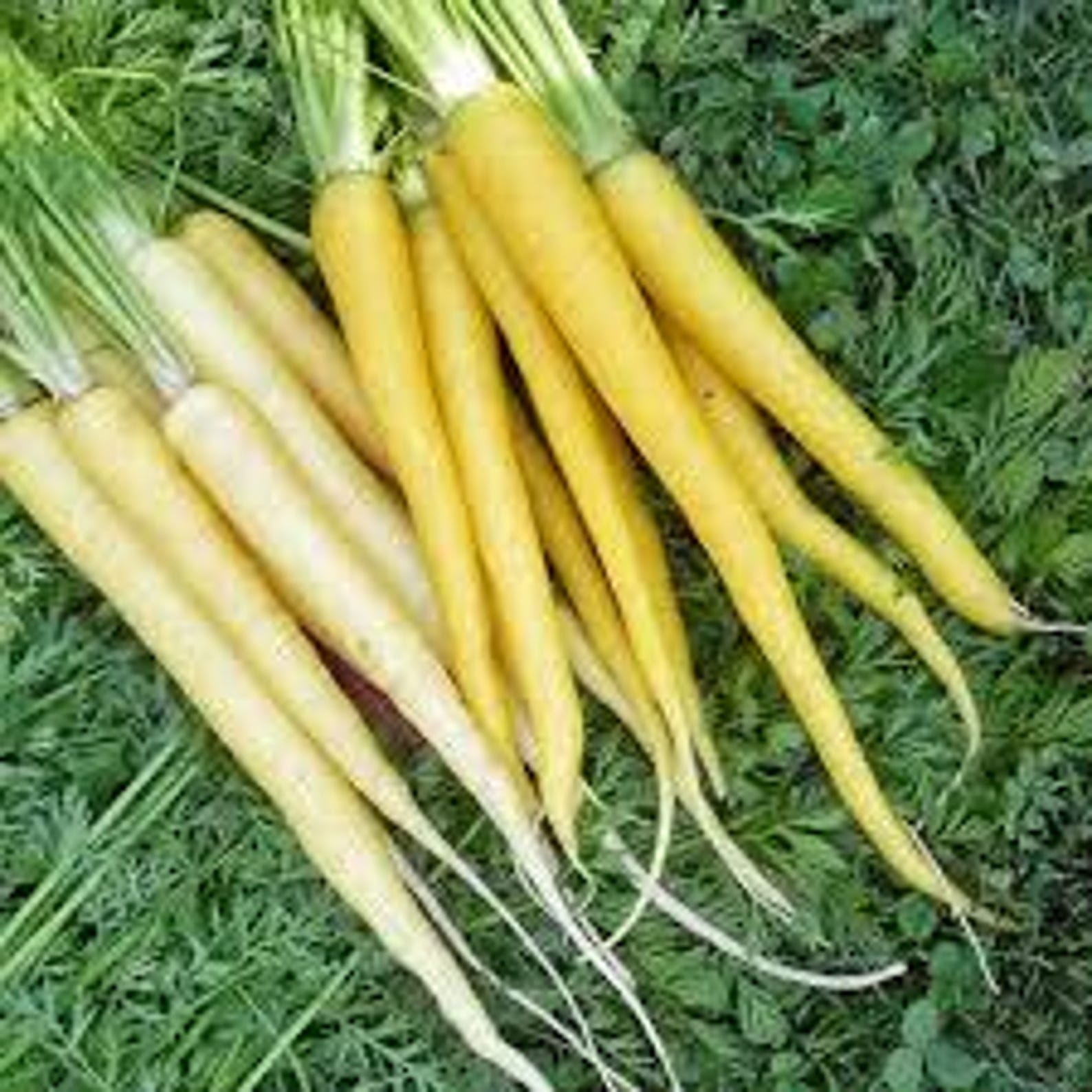 Yellowstone Carrot Seed 25 Seeds - Etsy