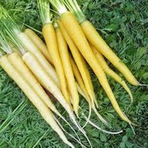 Yellowstone Carrot Seed 25 Seeds - Etsy