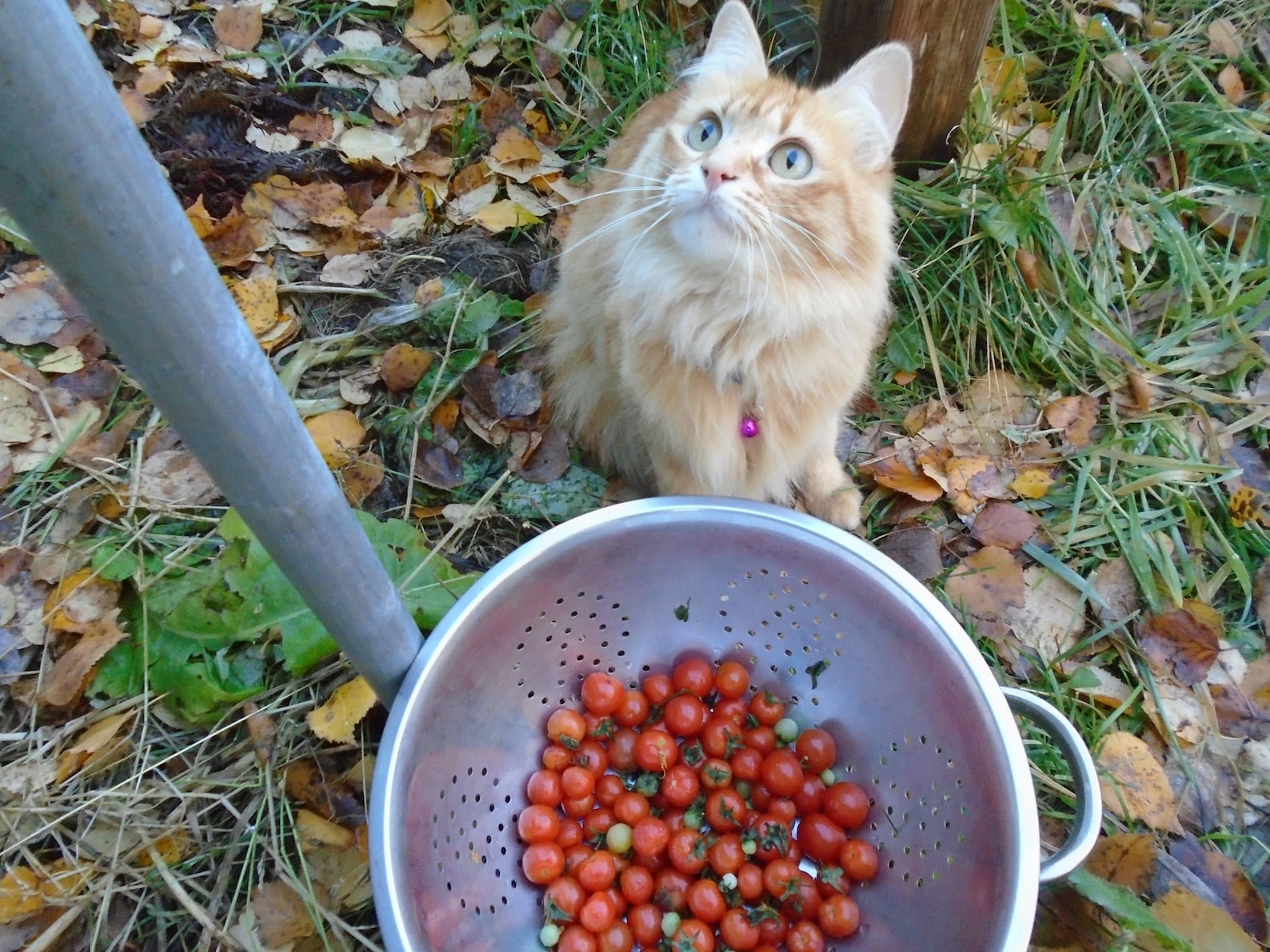 Alaska Proven Cherry Tomatoes 20 Seeds - Etsy