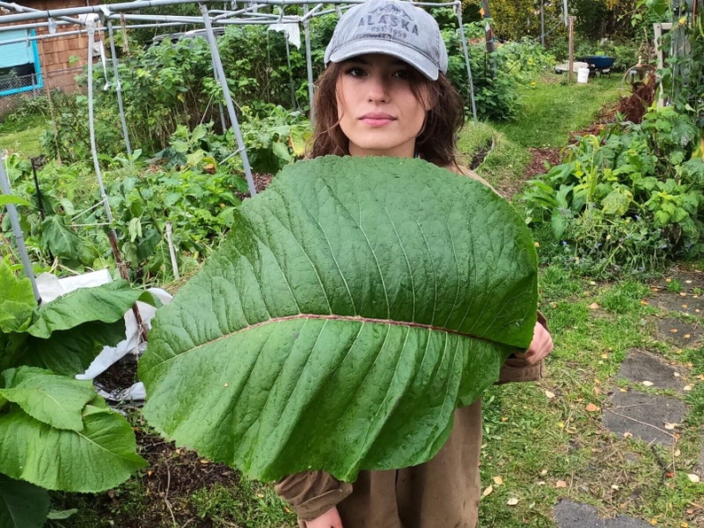 Elecampagne / Inula Magnifica / Giant Flea Bane / 50 Alaska - Etsy