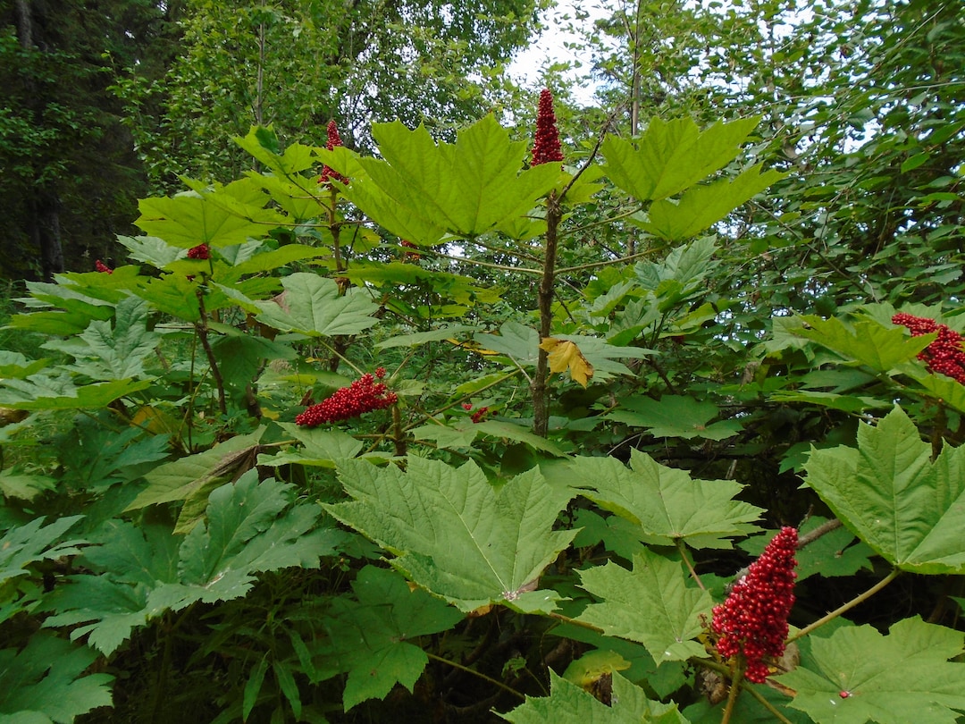 Devil's Club (oplopanax Horridus) Live Root for Planting and ...