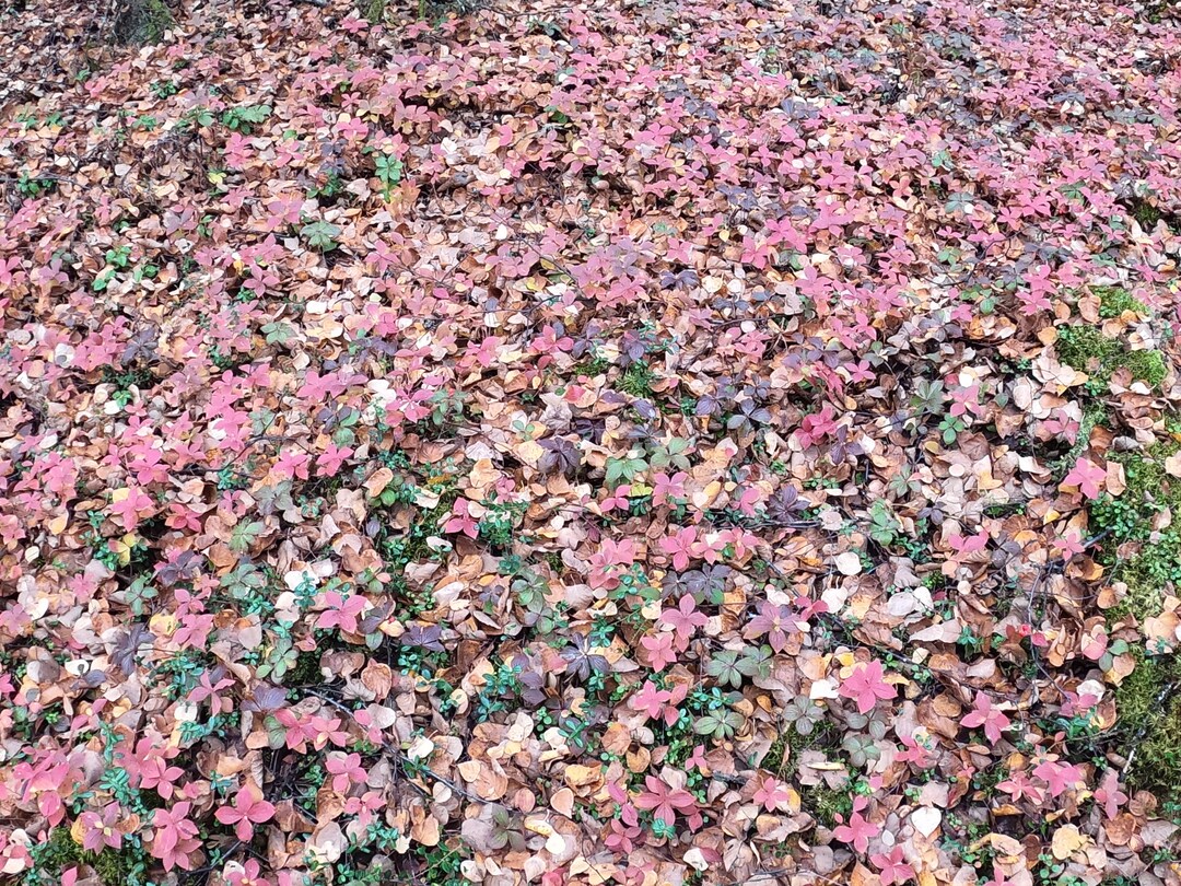 Bunchberry Cornus Canadensis Woodland Shade Plant Alaska Wild Harvest ...