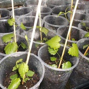 Humulus Lupulus , Hops 20 Seeds Alaska Proven Seed! - Etsy