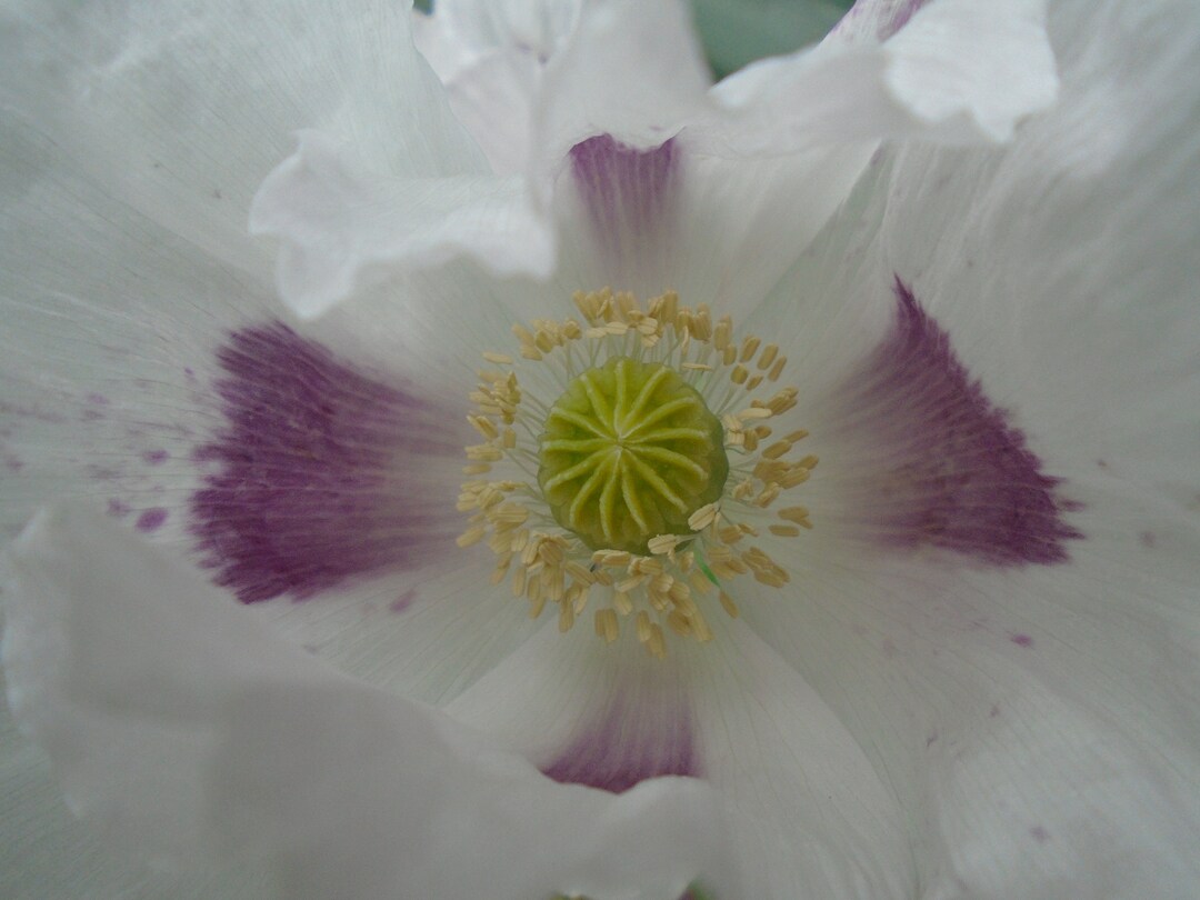 Mixed Edible Poppies 100 Seeds - Etsy