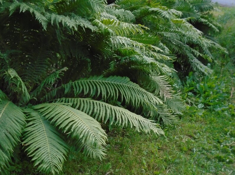 Ostrich Fern Dormant Root (matteuccia Struthiopteris) Large Sized ...