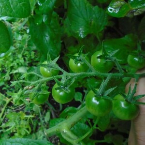 Alaska Proven Cherry Tomatoes 20 Seeds - Etsy