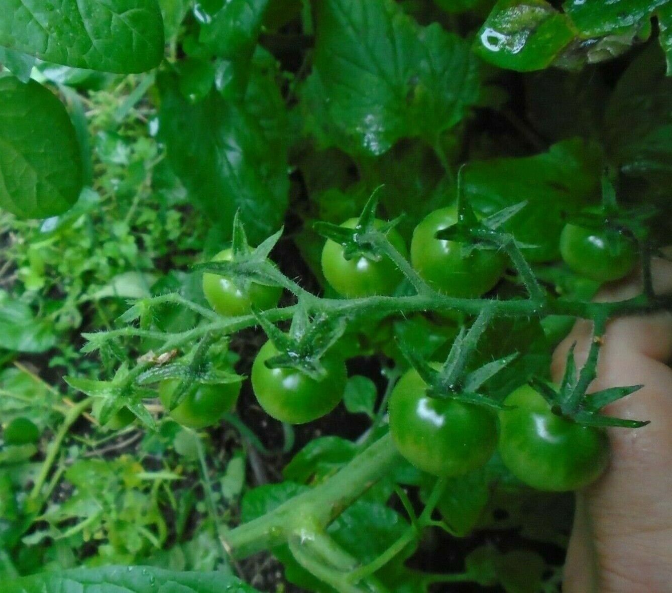 Alaska Proven Cherry Tomatoes 20 Seeds - Etsy