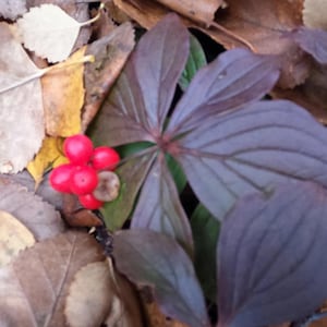 Bunchberry Cornus Canadensis Woodland Shade Plant Alaska Wild Harvest ...