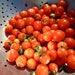 Alaska Proven Cherry Tomatoes 20 Seeds - Etsy