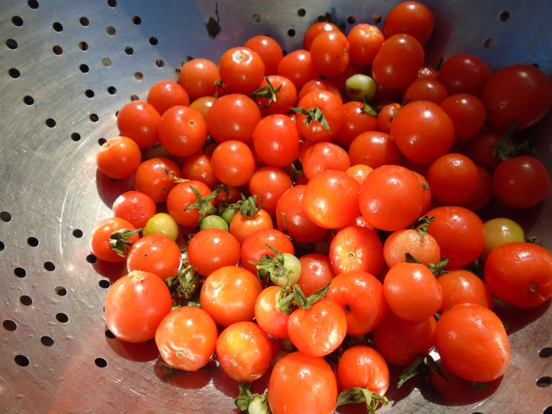 Alaska Proven Cherry Tomatoes 20 Seeds - Etsy