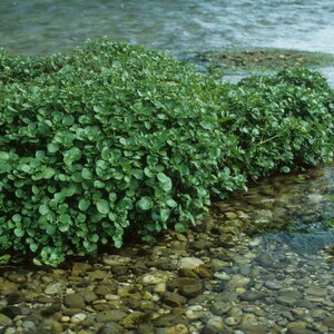 Watercress , Nasturtium Officinale, 100 Seeds - Etsy