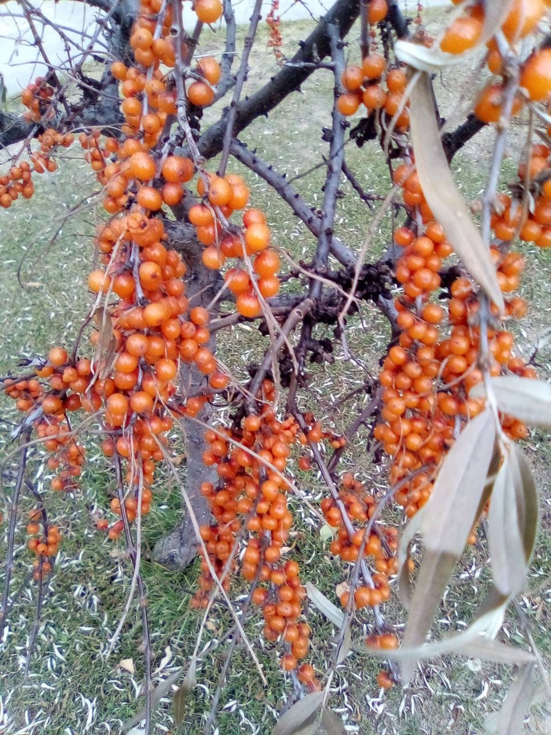 Sea Buckthorn 10 Seeds Seaberry Tree Hippophae Rhamnoids Alaska Grown ...