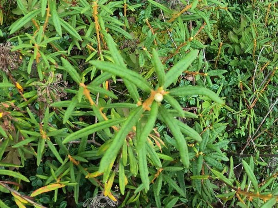 Labrador Tea, Rhododendron Groenlandicum Live Plant Alaska Wild ...