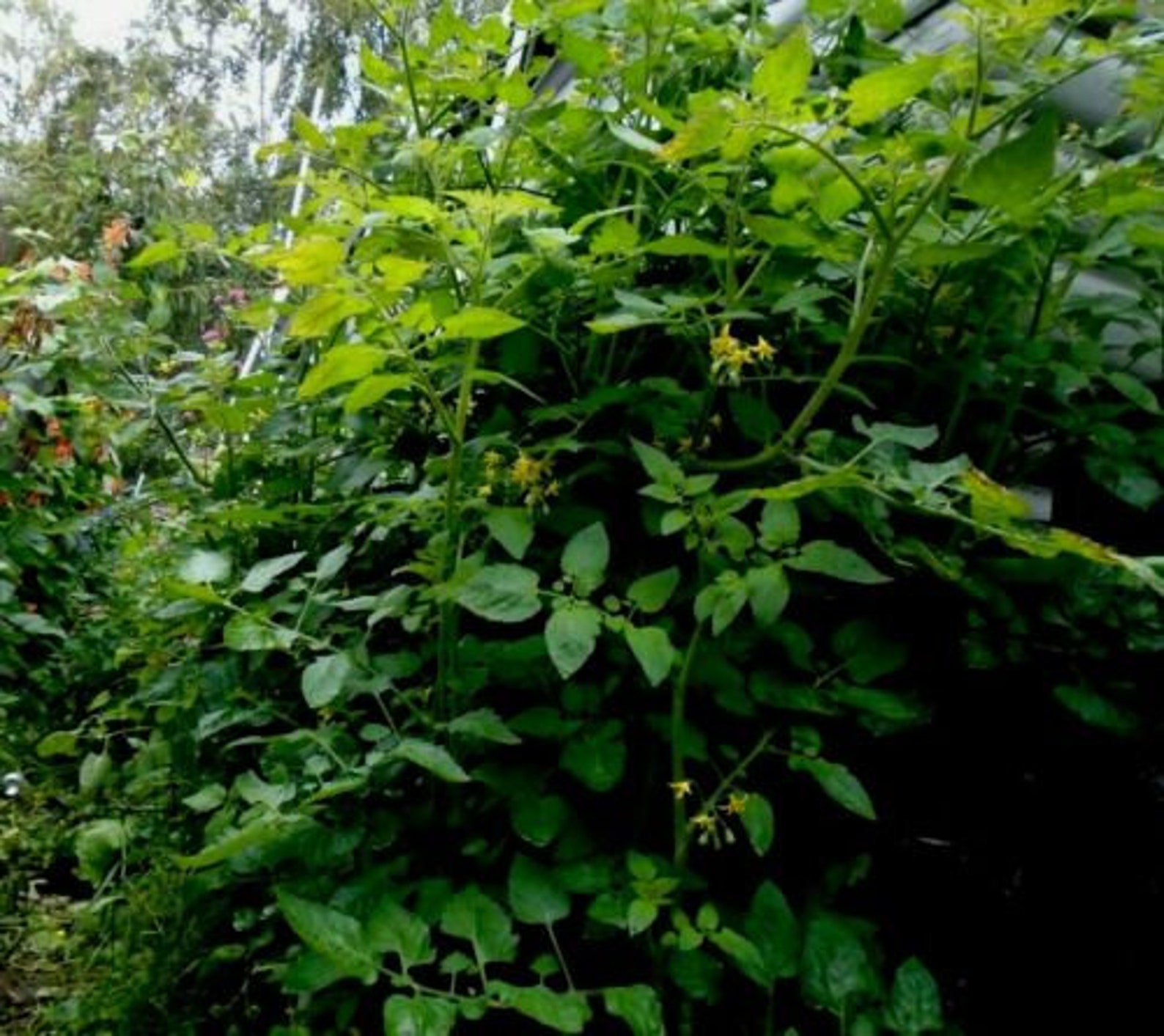 Alaska Proven Cherry Tomatoes 20 Seeds - Etsy