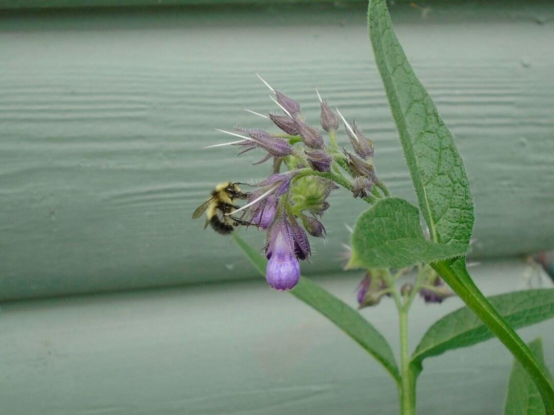 True Comfrey! Symphytum Officinale 30 Alaska Grown Seeds - Etsy
