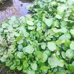Watercress , Nasturtium Officinale, 100 Seeds - Etsy