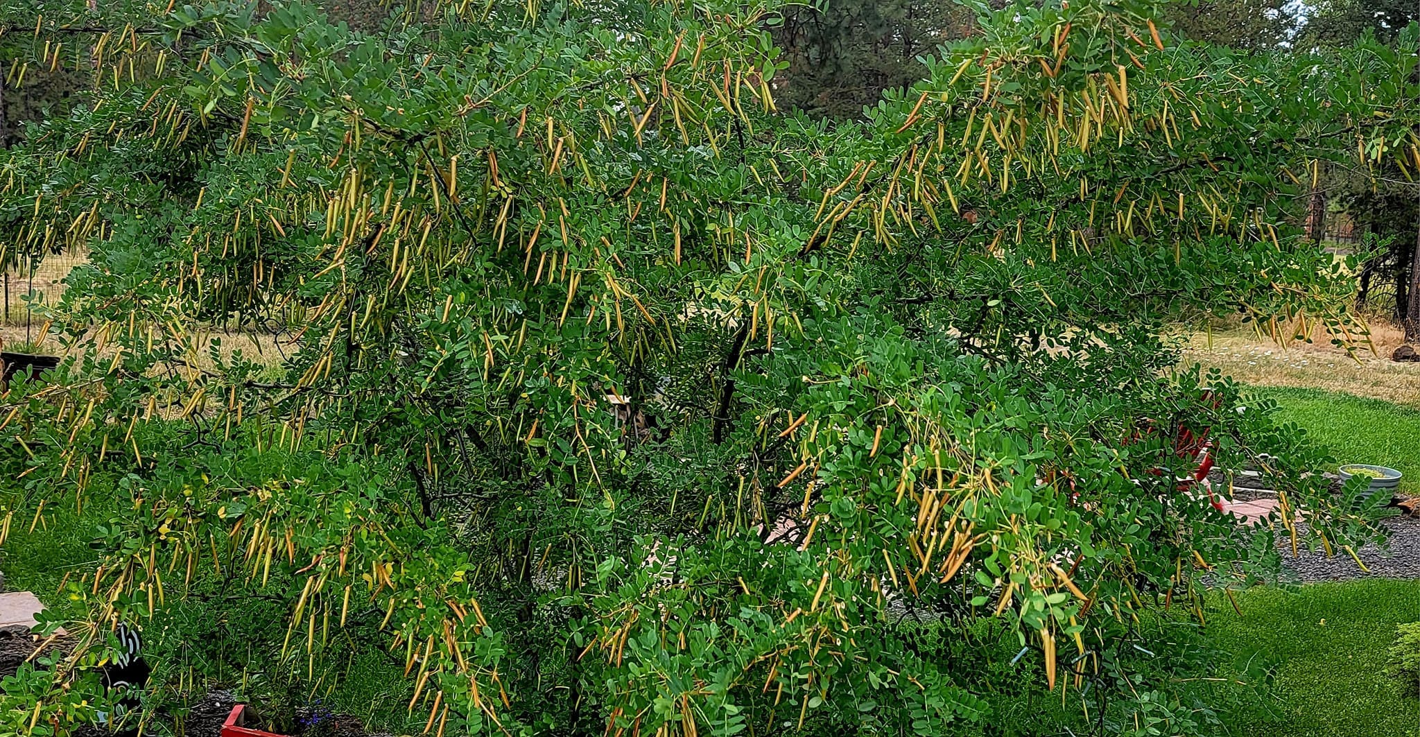 Siberian Pea Tree, Caragana Arborescens, Seeds (hardy, Fragrant, Hedge ...