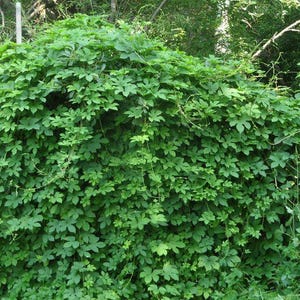 Humulus Lupulus , Hops 20 Seeds Alaska Proven Seed! - Etsy