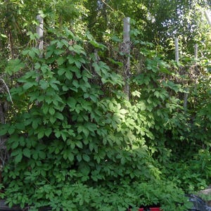 Humulus Lupulus , Hops 20 Seeds Alaska Proven Seed! - Etsy