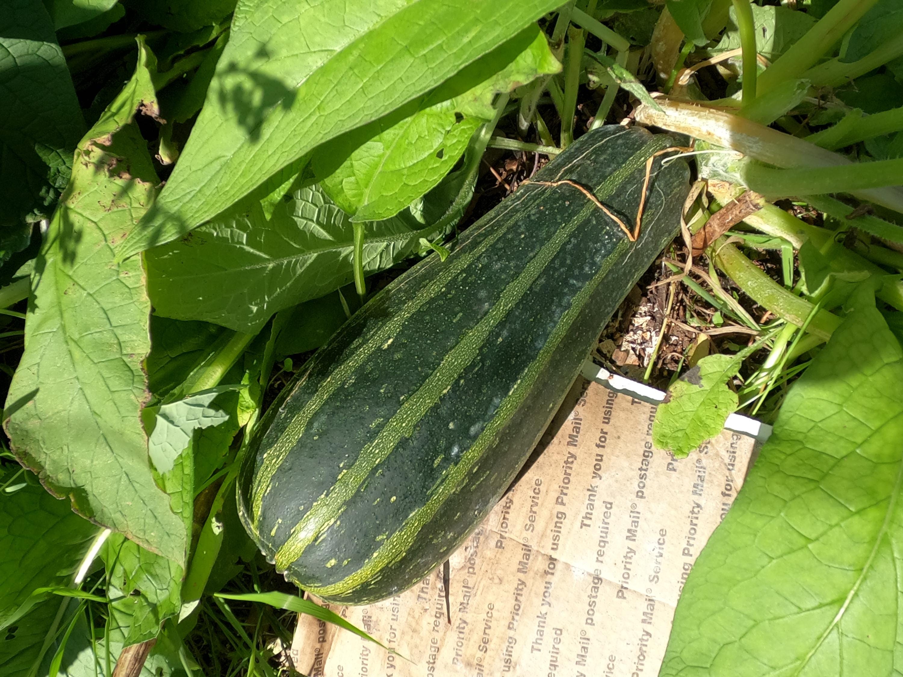 Costata Romanesca Squash 10 Seeds - Etsy