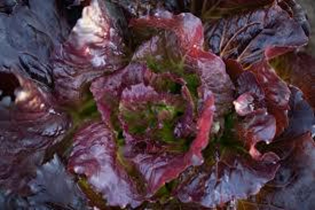 Cherokee Lettuce 25 Seeds - Etsy