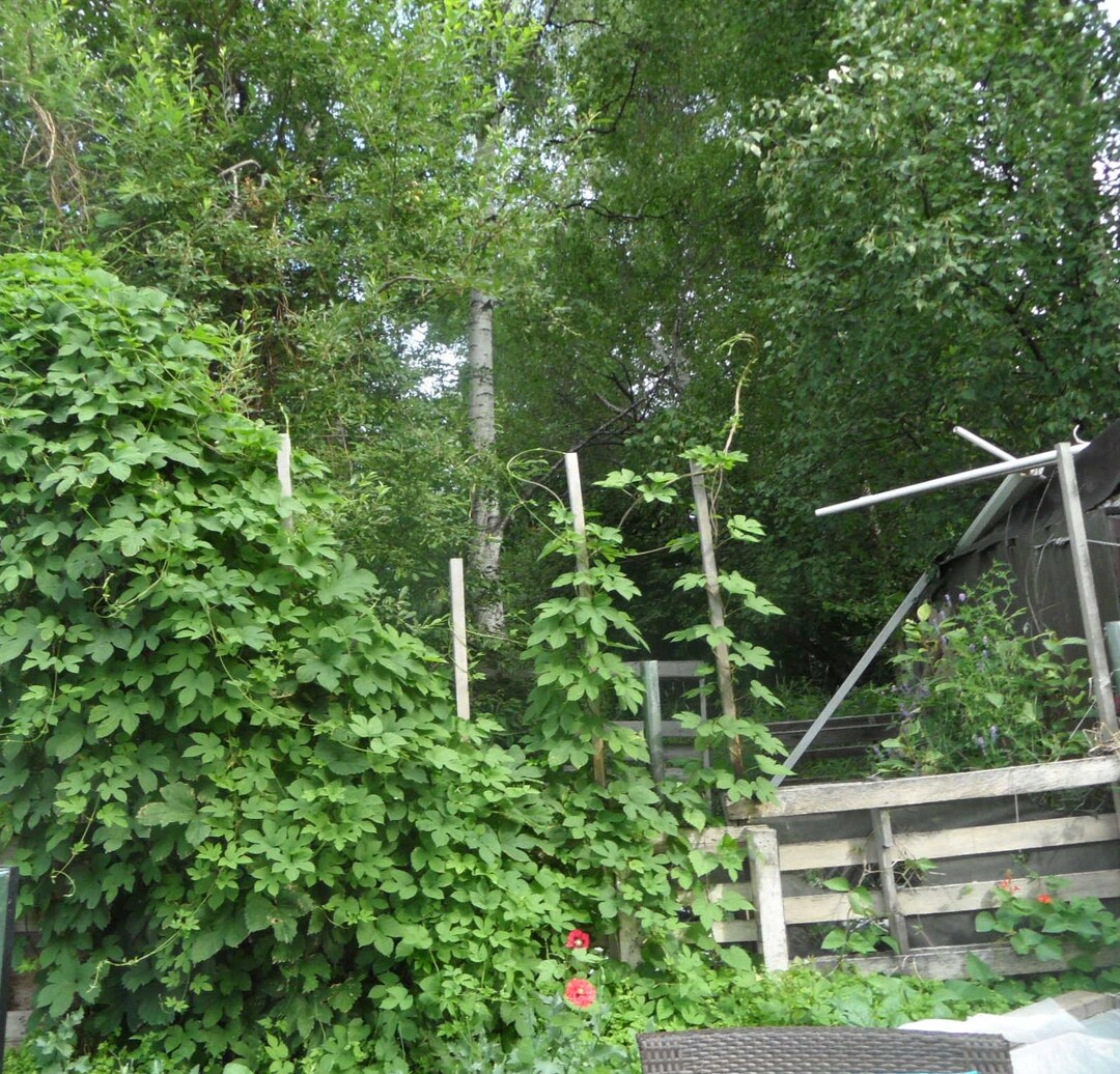 Humulus Lupulus , Hops 20 Seeds Alaska Proven Seed! - Etsy