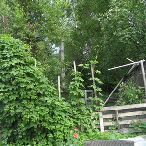 Humulus Lupulus , Hops 20 Seeds Alaska Proven Seed! - Etsy