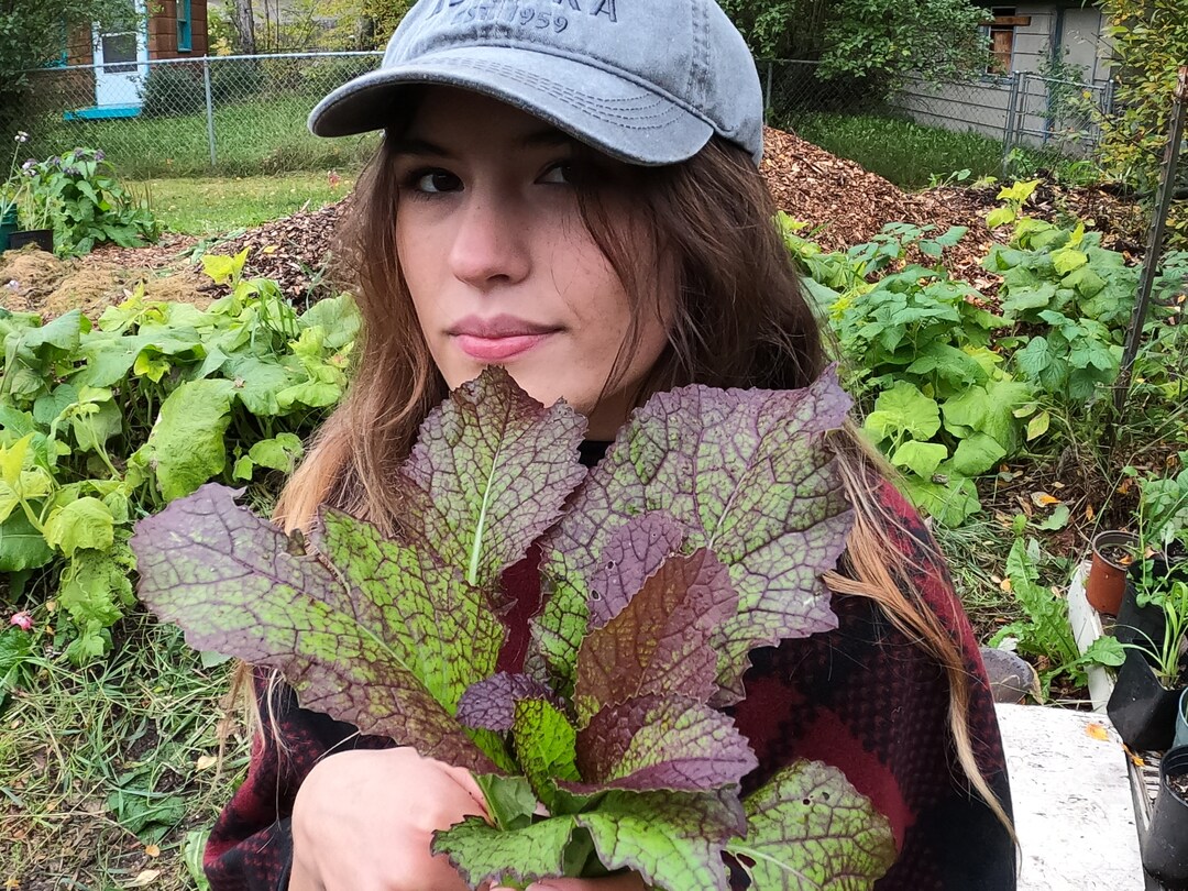 Japanese Red Mustard Alaska Proven and Easy to Grow 50 Seeds - Etsy