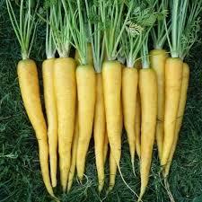 Yellowstone Carrot Seed 25 Seeds - Etsy