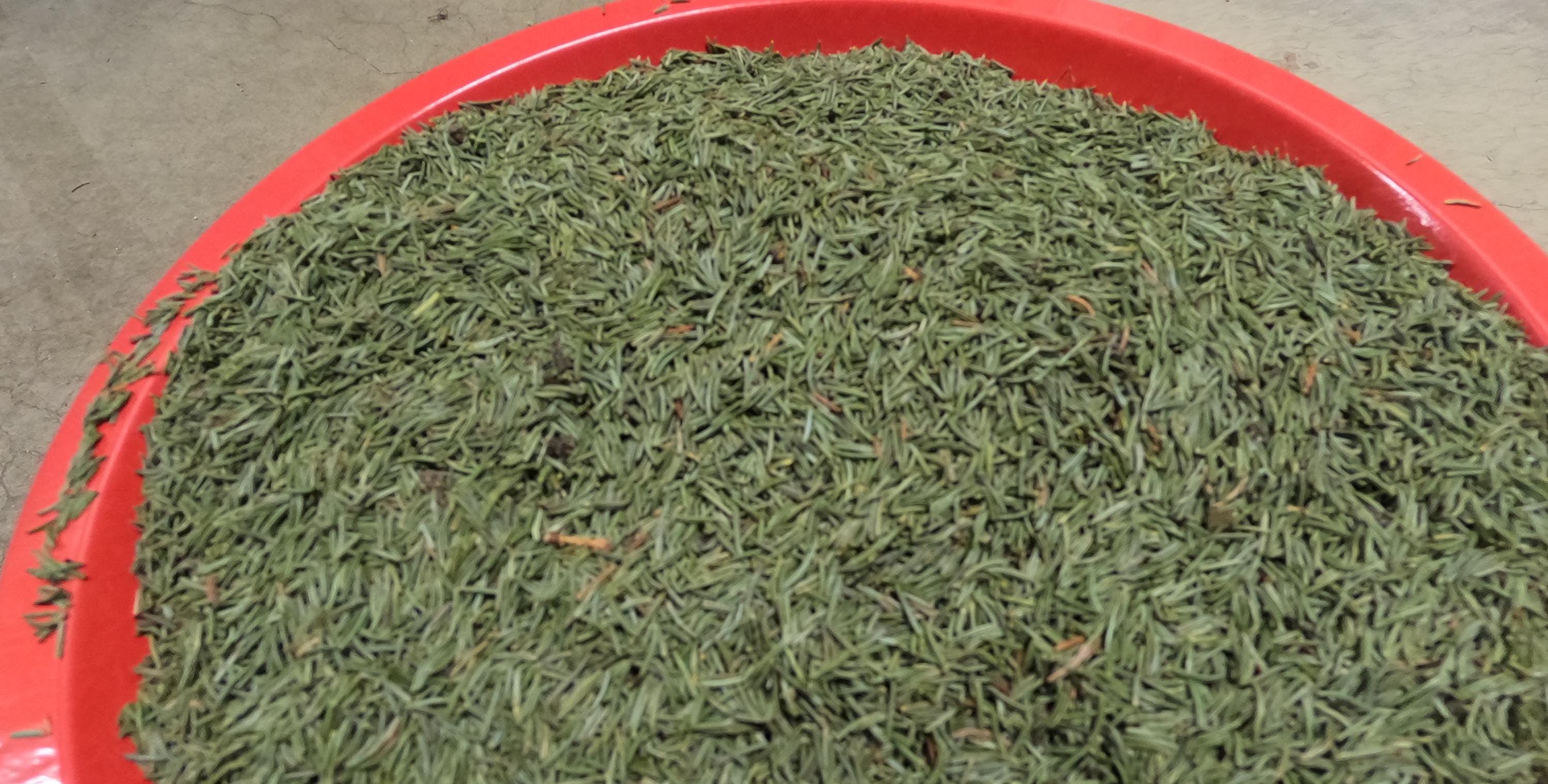 Black Spruce - Picea Mariana - Dried Needles - Alaska Wild Harvested 1 ...