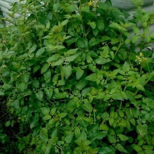 Alaska Proven Cherry Tomatoes 20 Seeds - Etsy