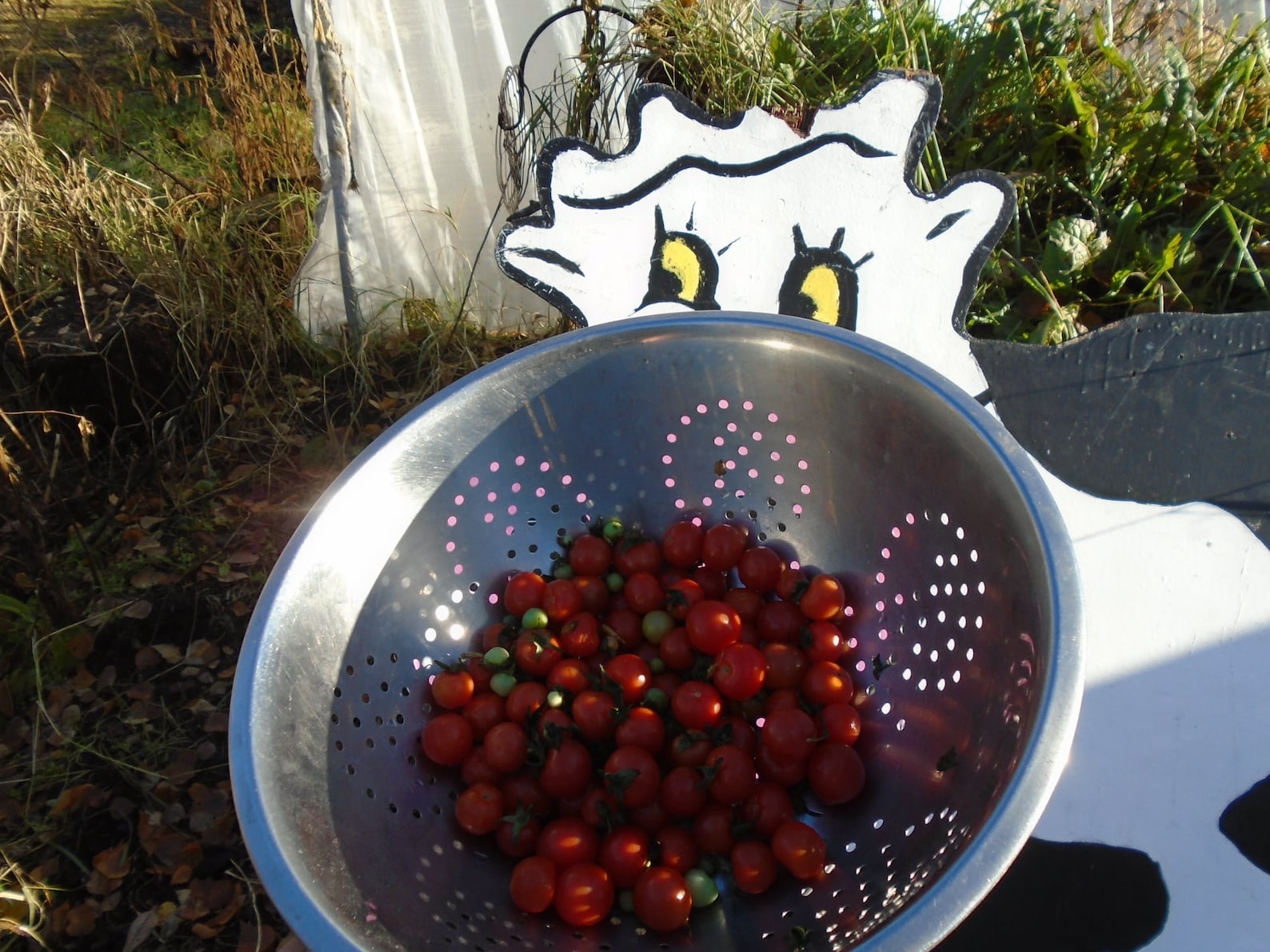 Alaska Proven Cherry Tomatoes 20 Seeds - Etsy