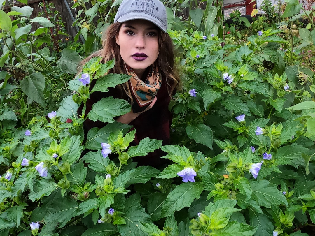 Shoo Fly Plant / Nicandra Physalodes 100 Seeds - Etsy