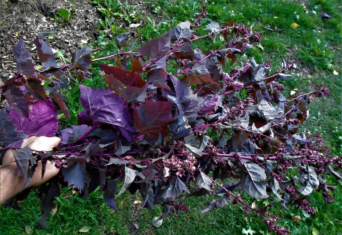 Purple Spinach Orach Seed 50 Seeds | Etsy