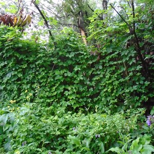 Humulus Lupulus , Hops 20 Seeds Alaska Proven Seed! - Etsy