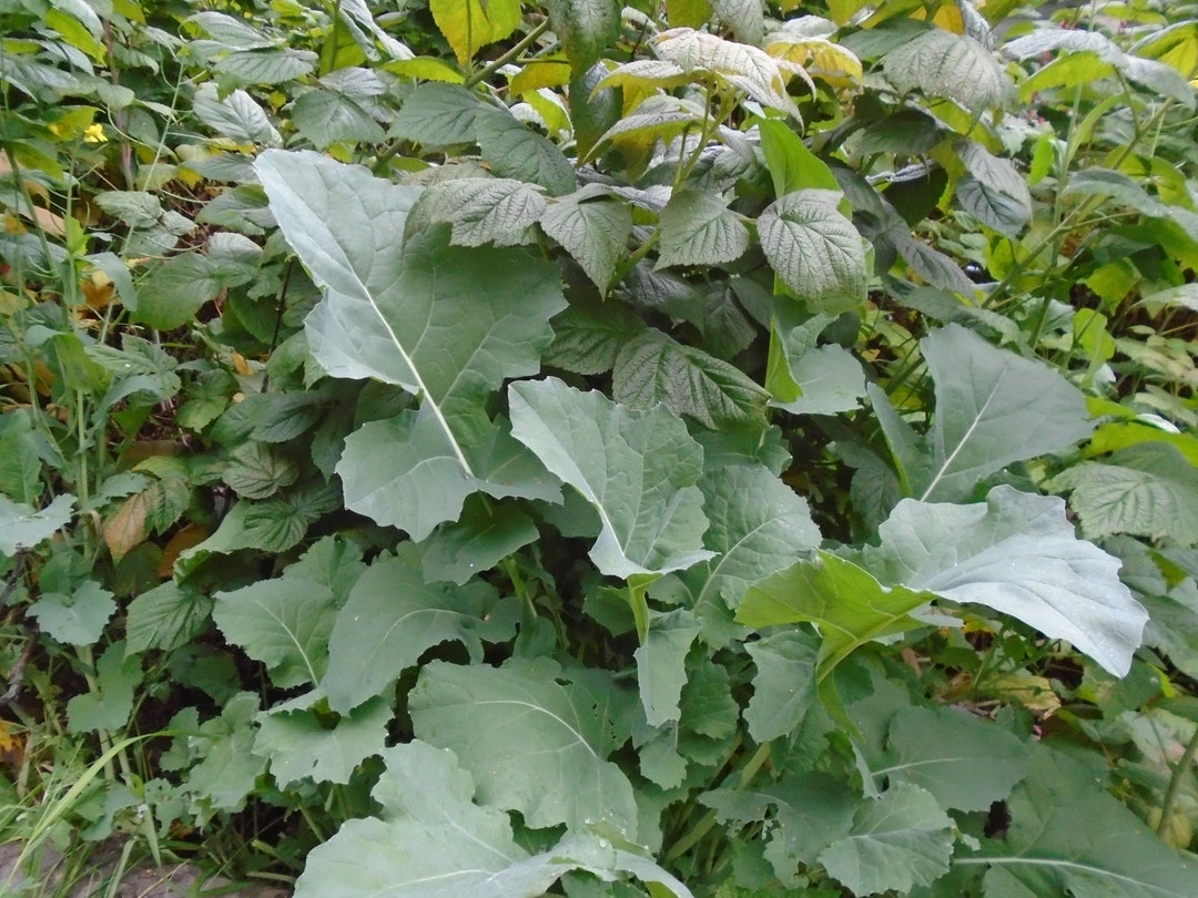 Dwarf Essex Rape / Canola Plant 250 Seeds - Etsy