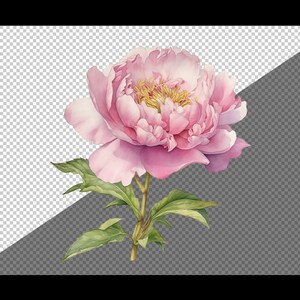 Peony Clipart Bundle Peony Bundle Png Watercolor Peony - Etsy