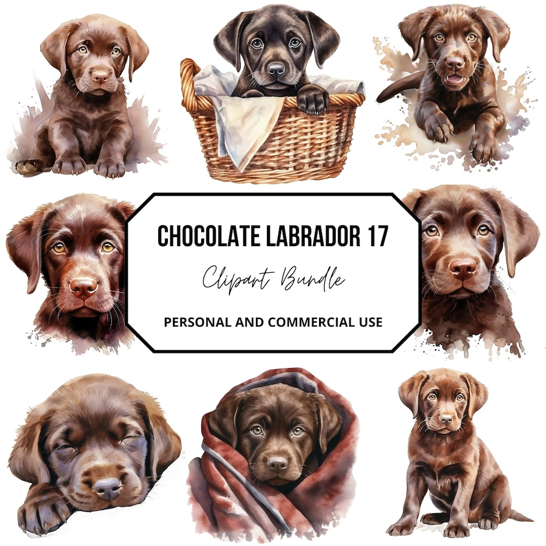 Chocolate Labrador Bundle Clipart Dog Clipart Puppy Clipart Chocolate ...