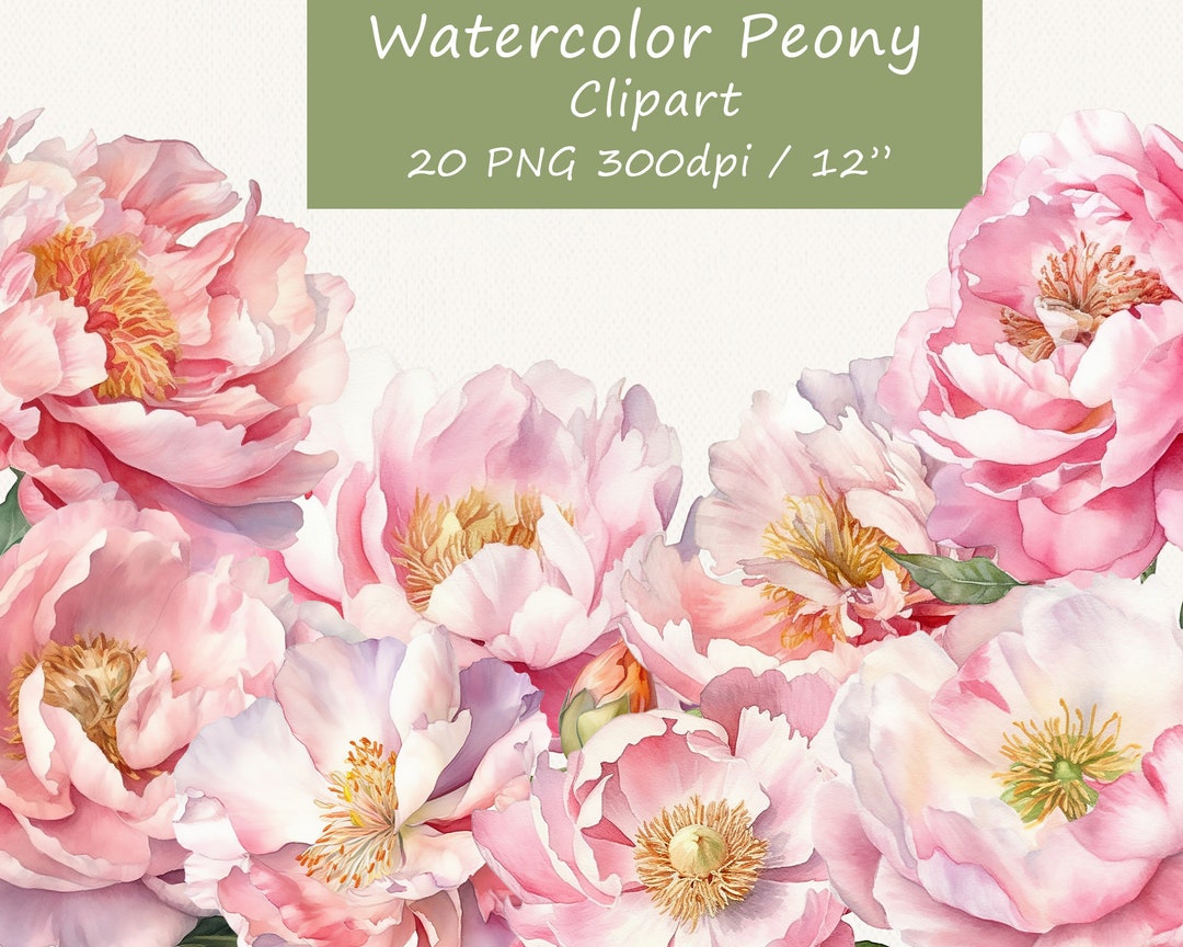 Peony Clipart Bundle Peony Bundle Png Watercolor Peony - Etsy