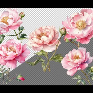 Peony Clipart Bundle Peony Bundle Png Watercolor Peony - Etsy