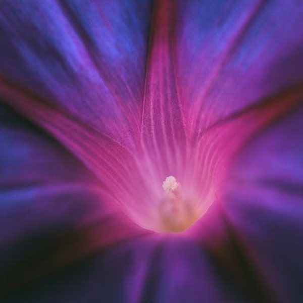 Violet Ray - Etsy